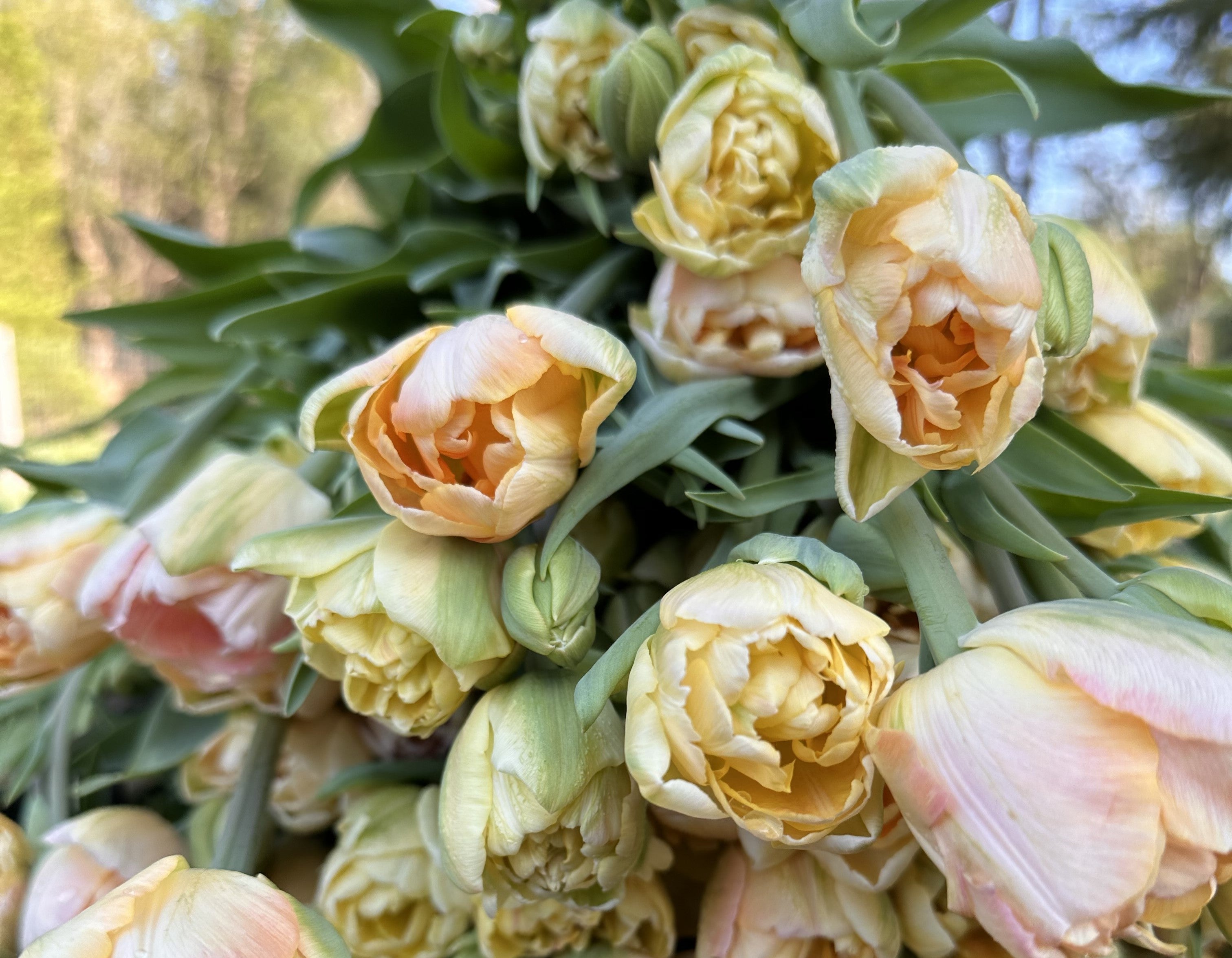 2025 Tulip Bouquet Subscription | North Road Flower Farm - Growing ...